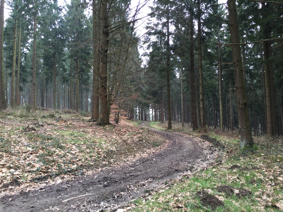 Exploring The Hürtgenwald – World War 2 Revisited